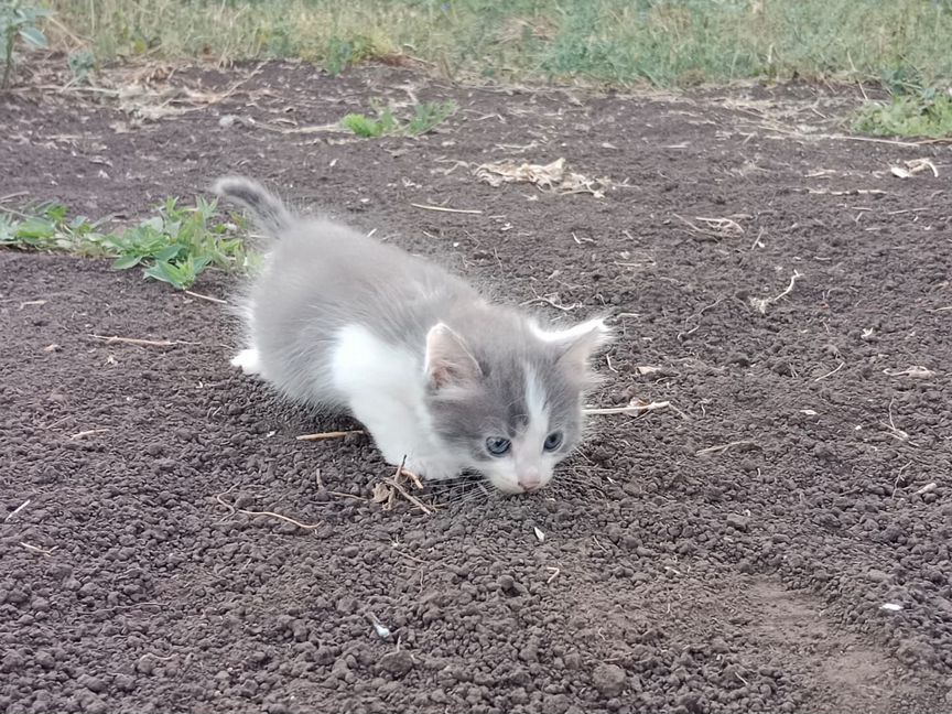 Отдам котят от мышеловки