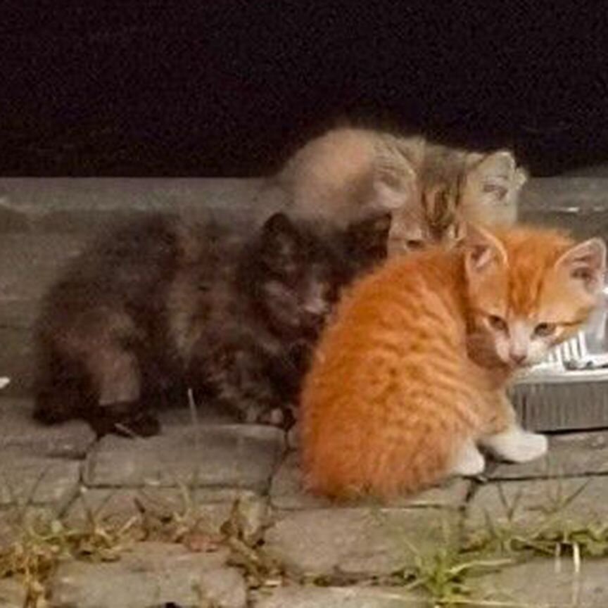 Котята