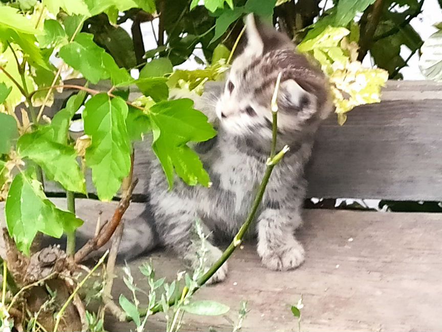 Бездонный котик ищет своих новых хозяев