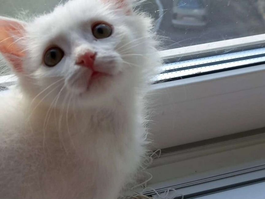 Кошка