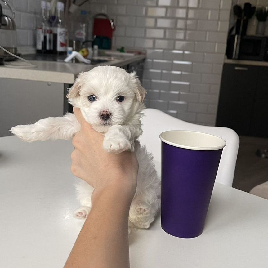 Лапушка-мальтипу 1,5 мес готов ехать домой