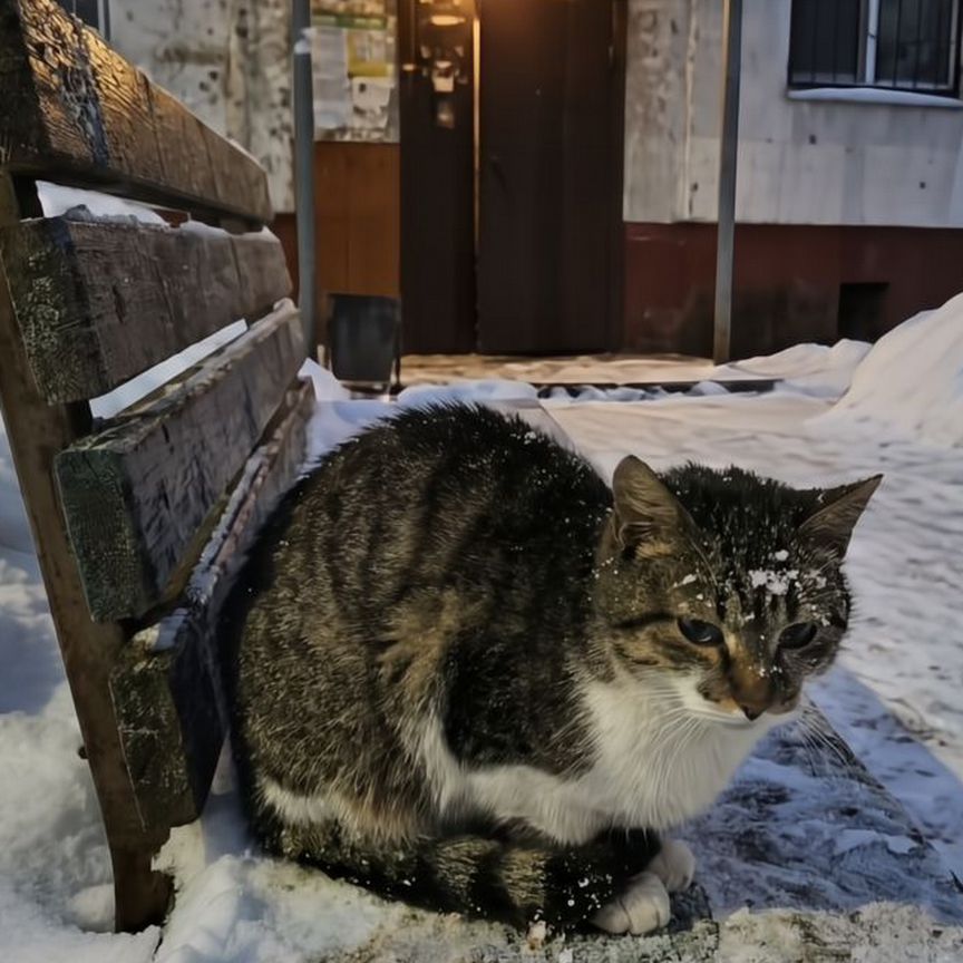 Взрослая, кошка в добрые руки