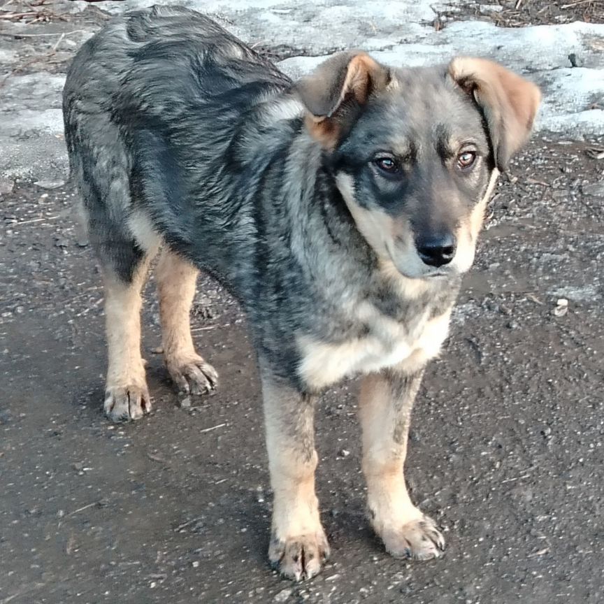 Отдам щенка бесплатно в добрые руки