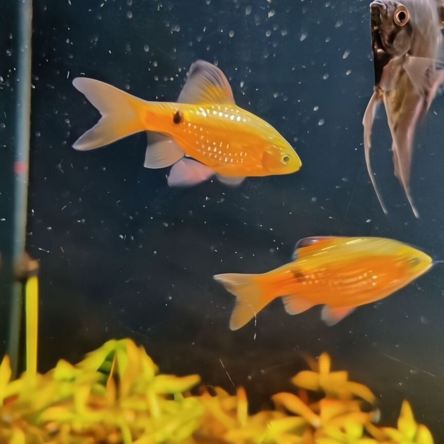 Барбус огненный