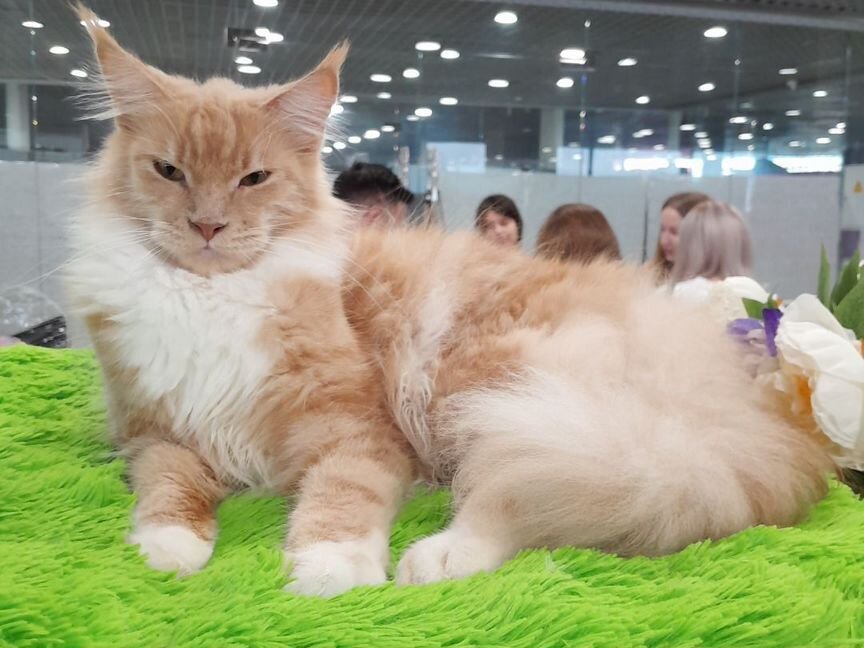 Котята мейн-кун