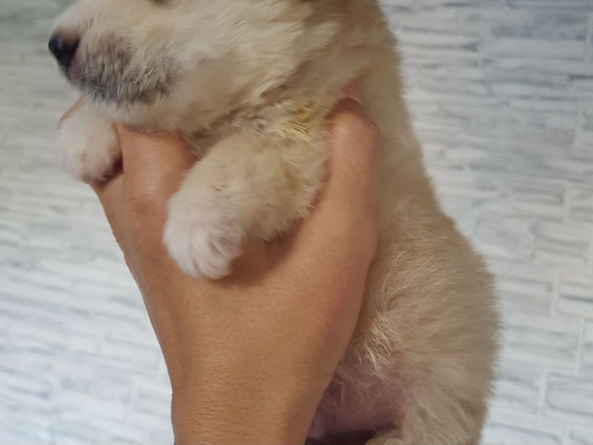 Отдам бесплатно щенки