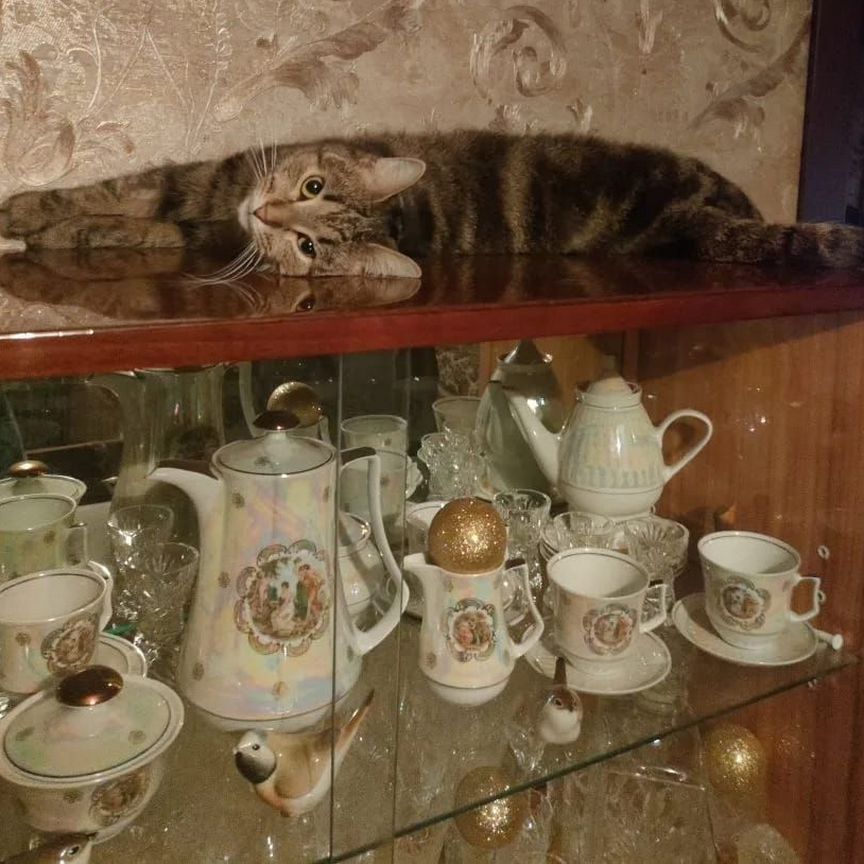 Взрослая, кошка в добрые руки