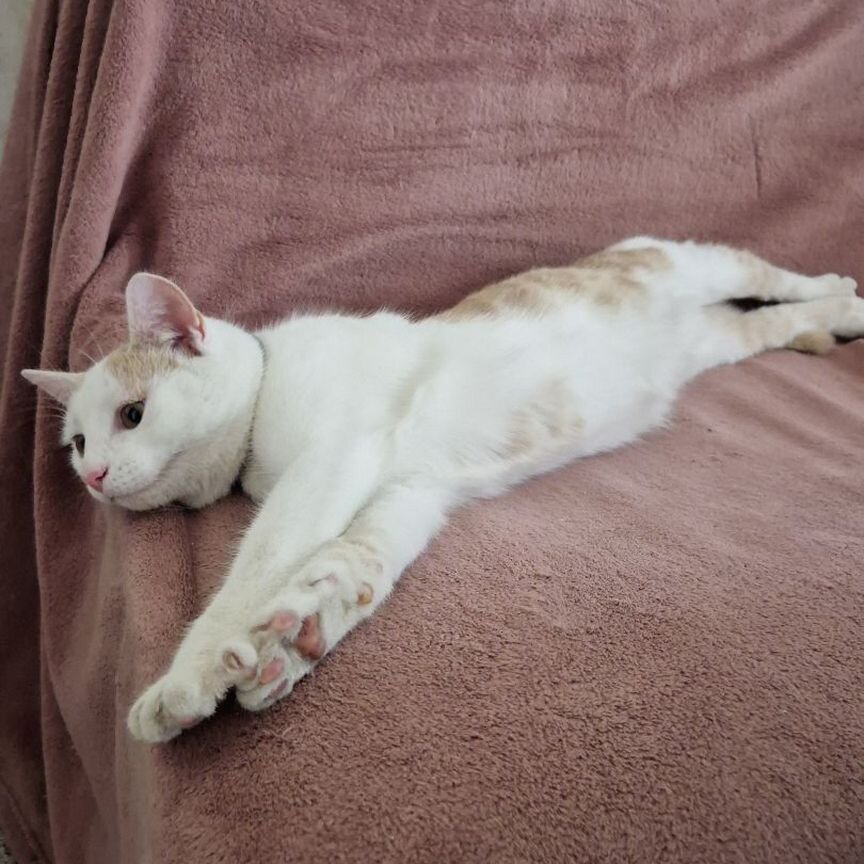 Котенок в добрые руки