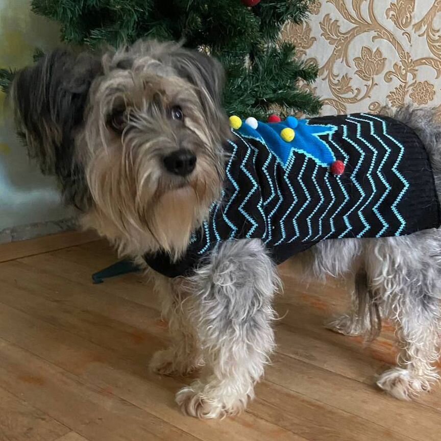 Взрослая собака в добрые руки