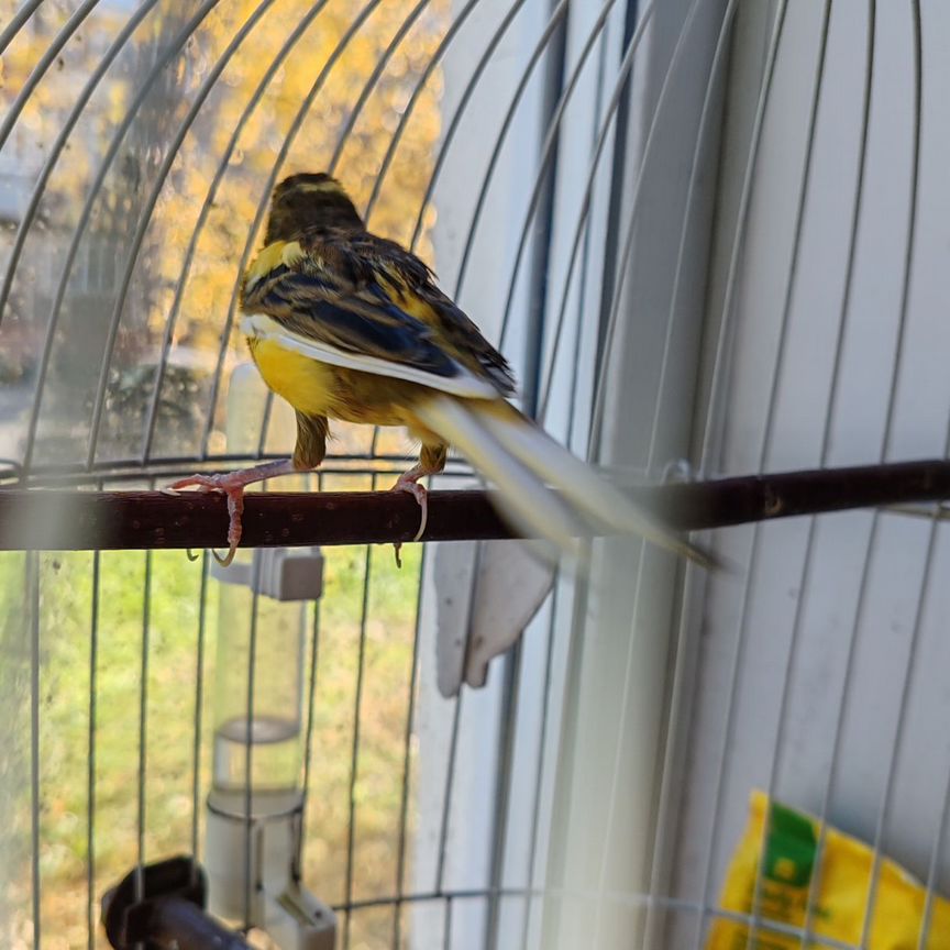 Канарейка самка