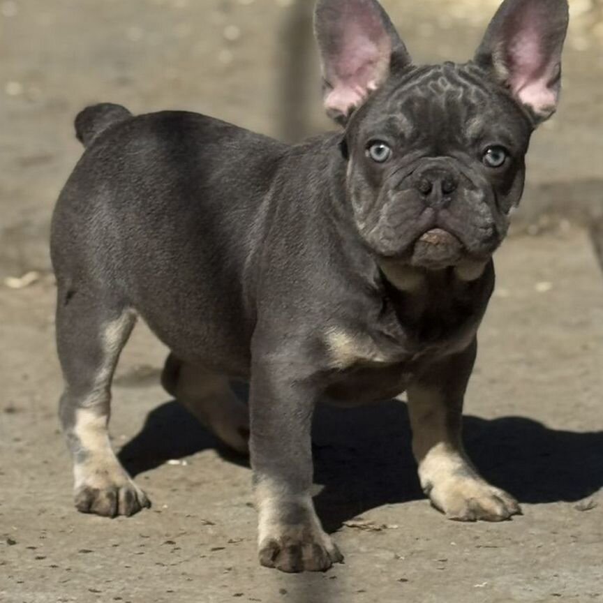 Французский бульдог, щенок