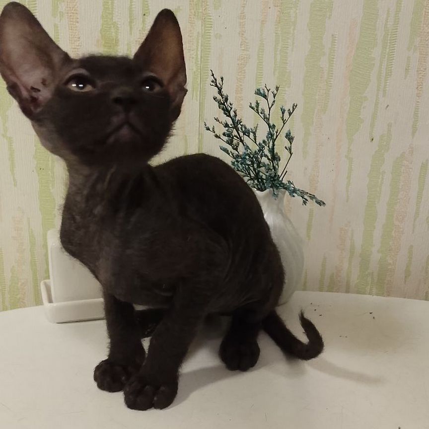 Донской сфинкс котёнок