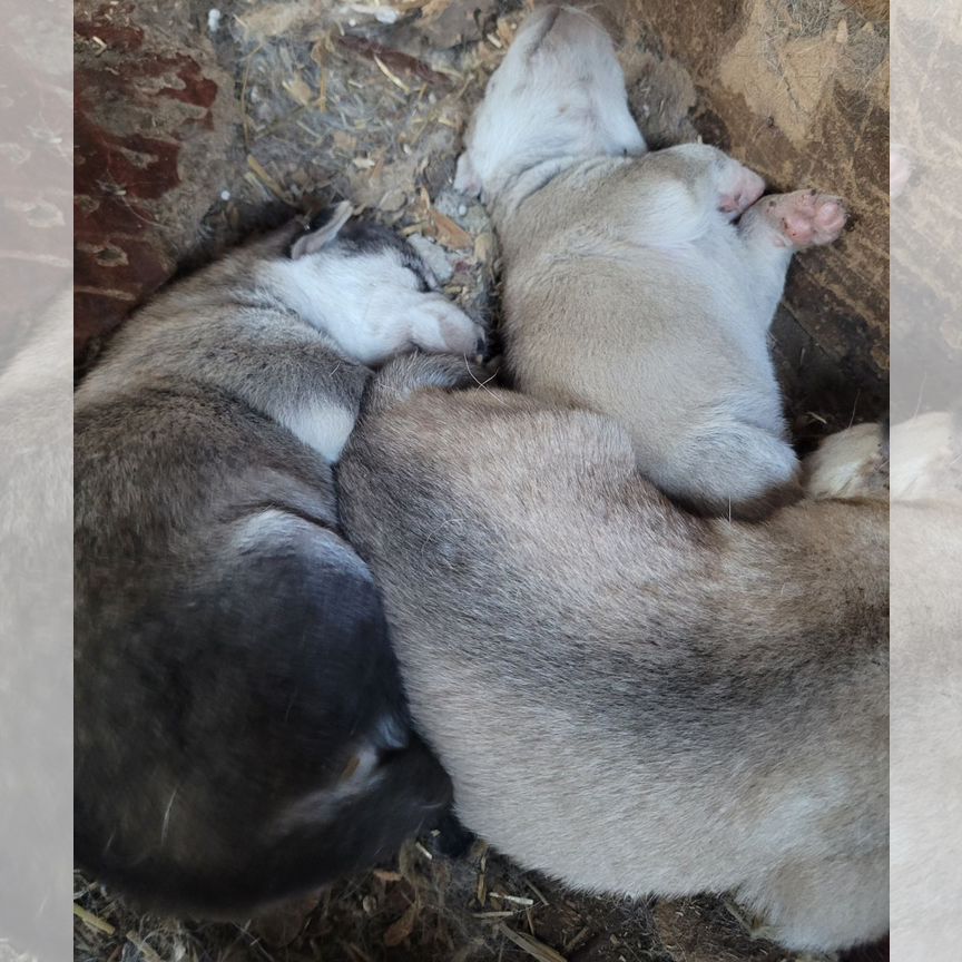 Щенята Хаски