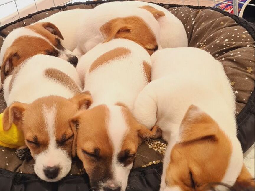 Джек Рассел терьер