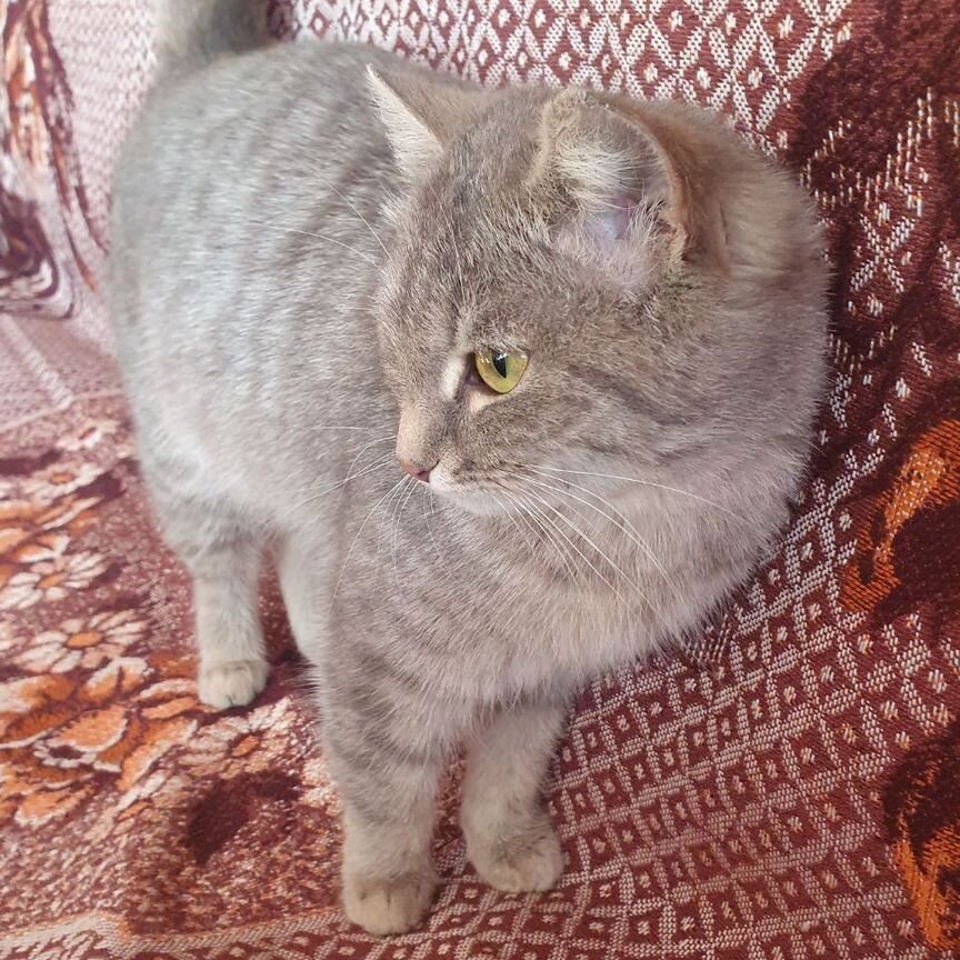 Взрослая, кошка в добрые руки