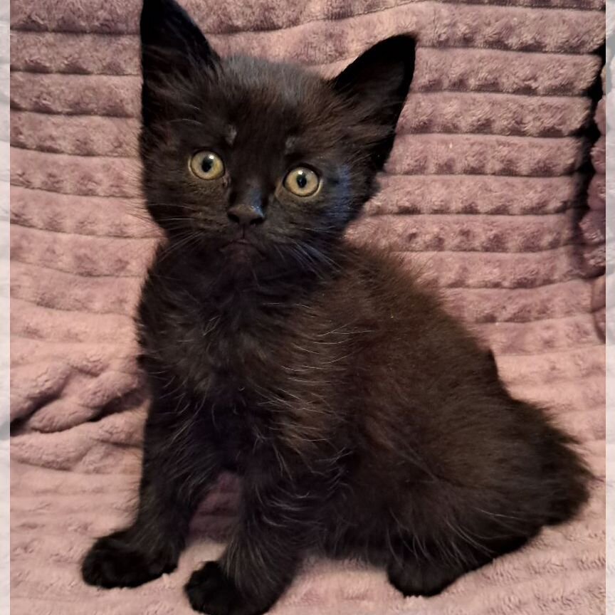 Сибирский котёнок