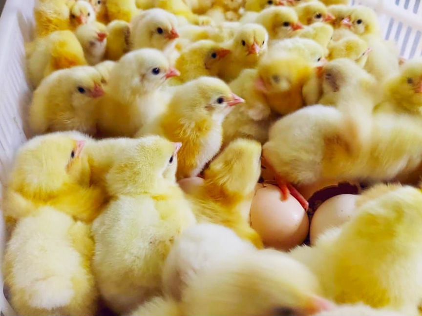 Суточные цыплята кобб 500