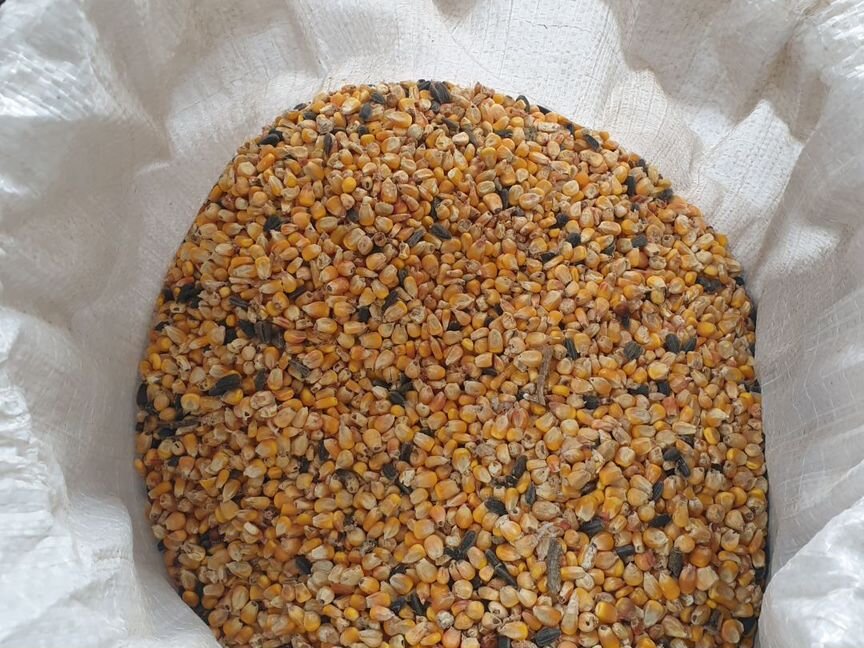 Кукуруза кормовая