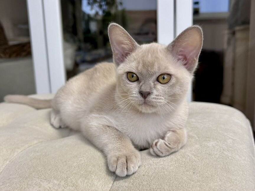 Бурманский котик