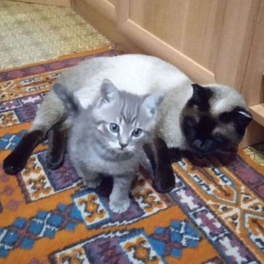 Отдам в добрые руки кошечку