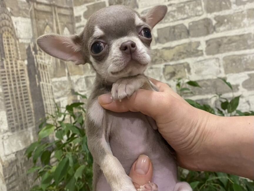 Девочка миничка