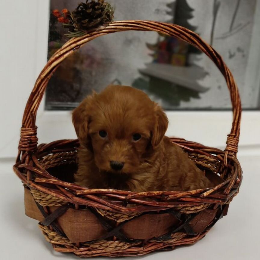 Мальтипу, щенок