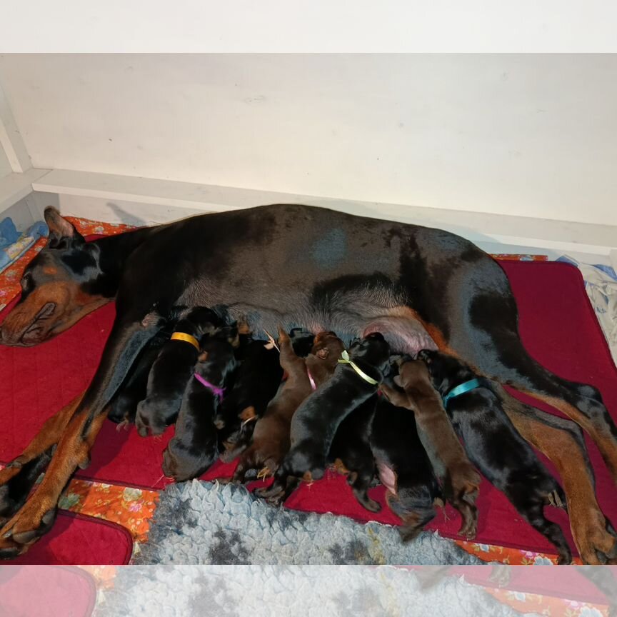 Доберман, щенок