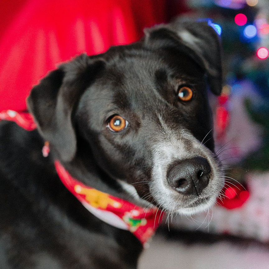 Джессика ищет дом