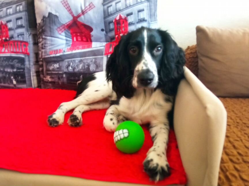 Русский охотничий спаниель щенок