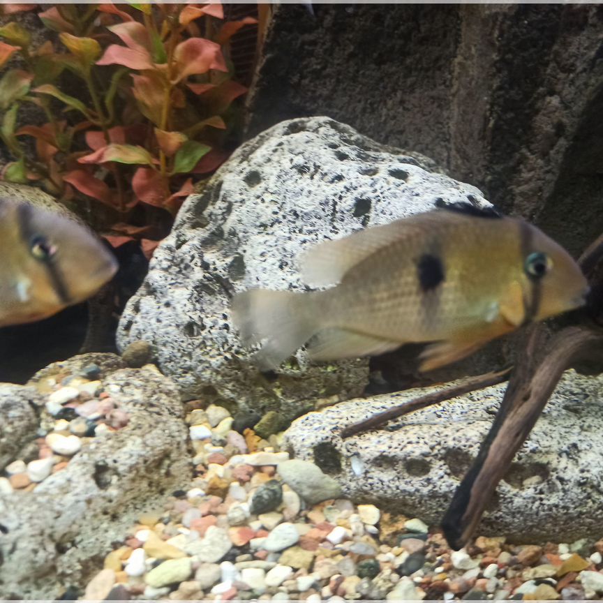 Гвианакара