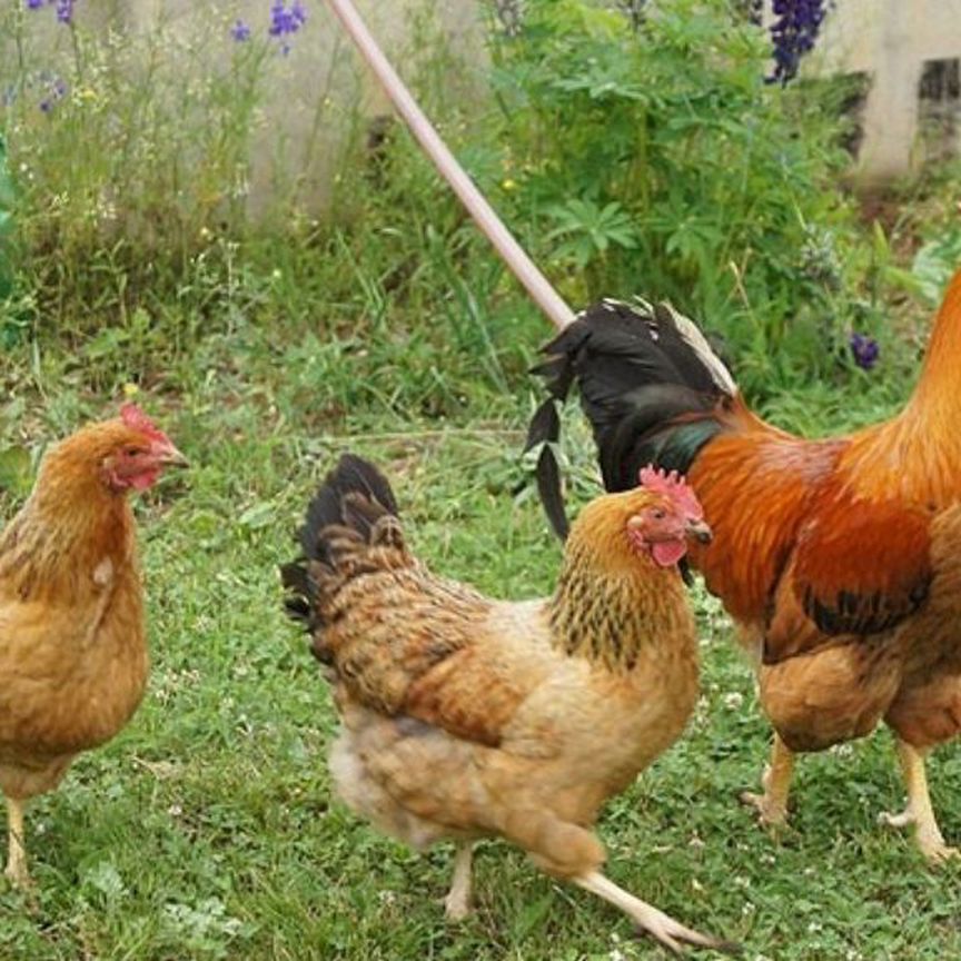 Цыплята суточные Кучинские