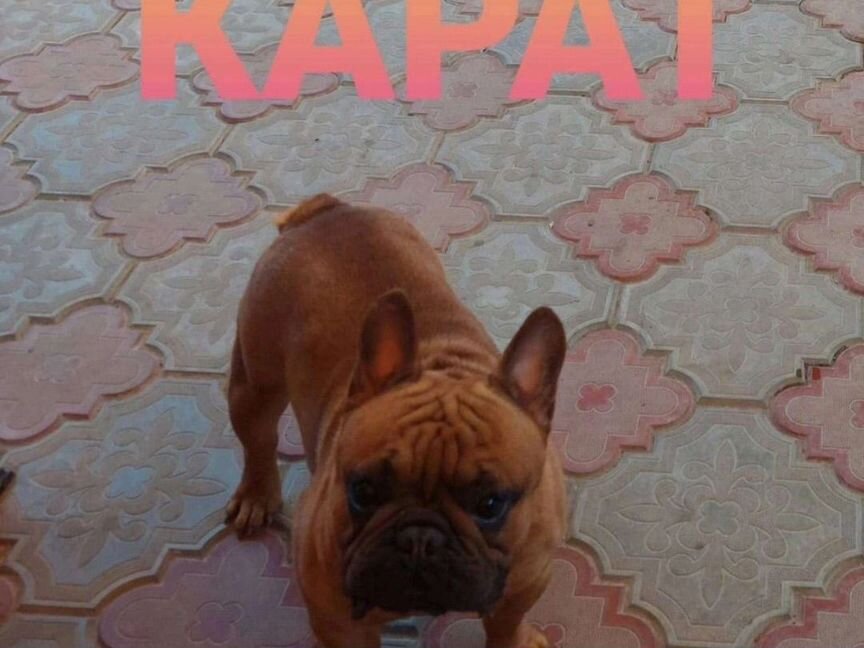 Французский бульдог