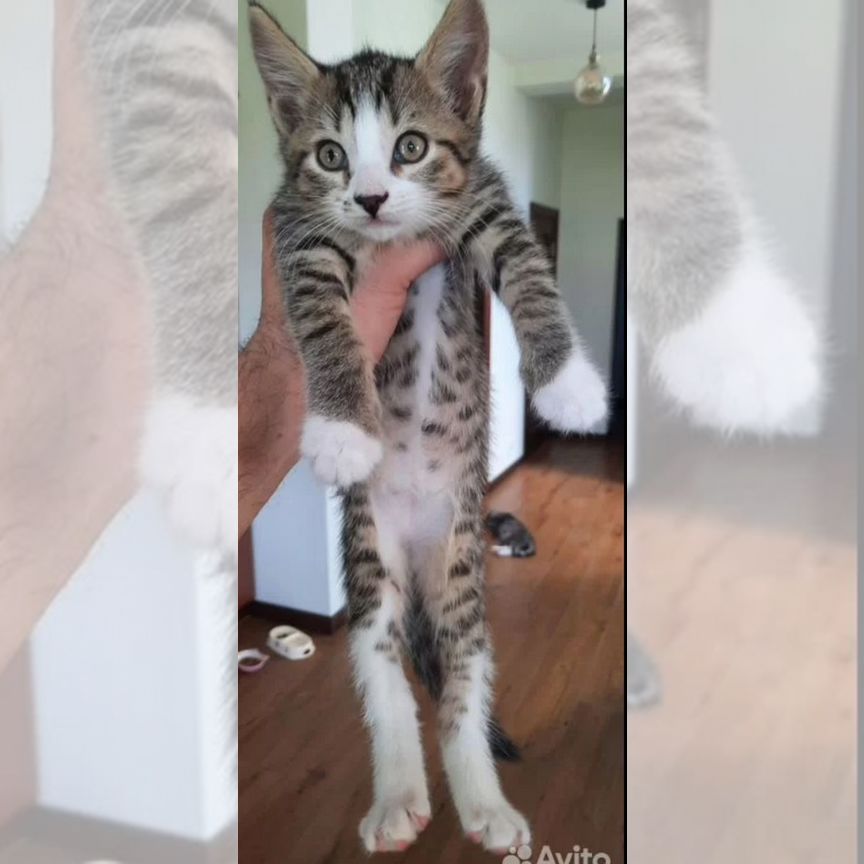 Котёнок в добрые руки