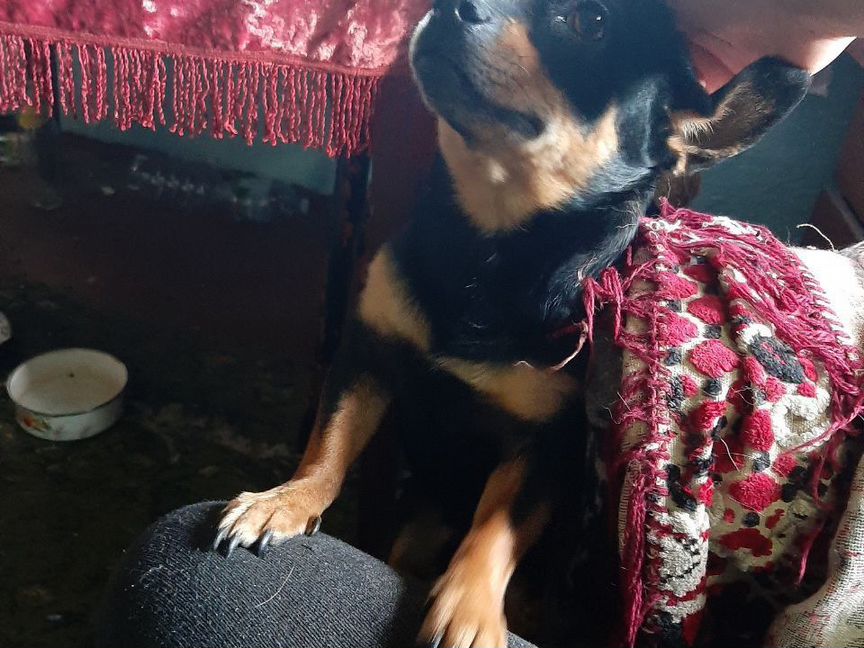 Мини той-терьер