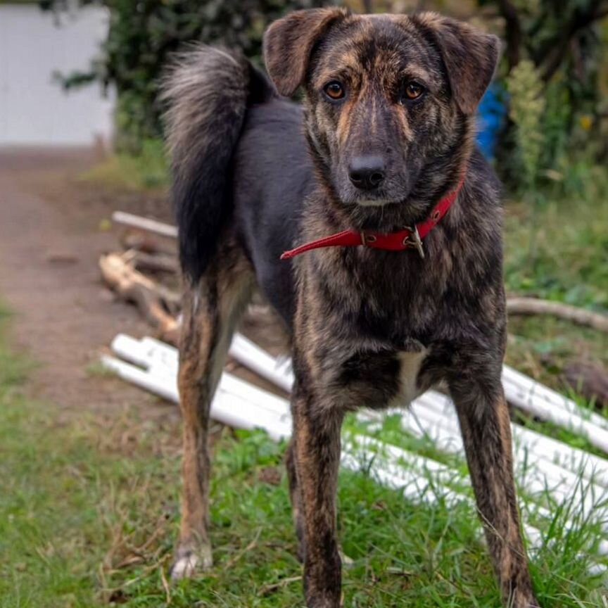 Взрослая собака в добрые руки