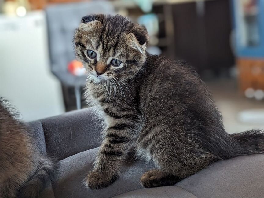 Котята