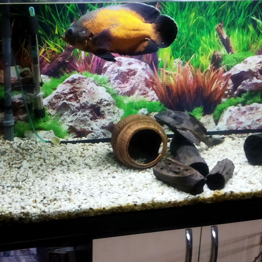 Астронотус и Сом