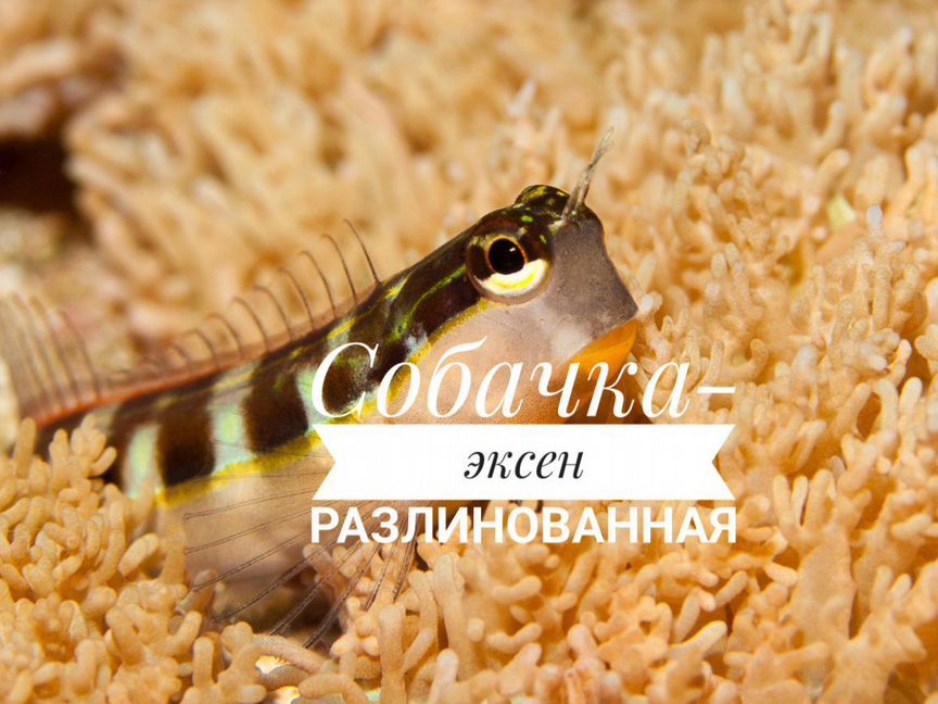 Собачка-эксен разлинованная, М (рыбка в наличии)