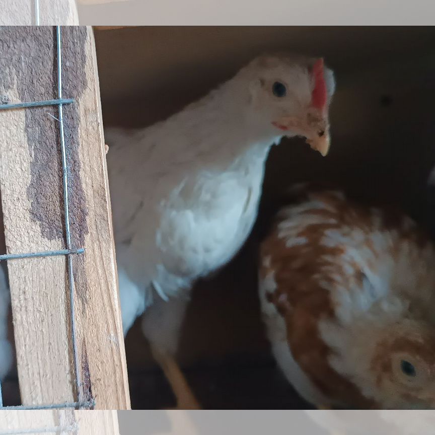 Куры и цыплята