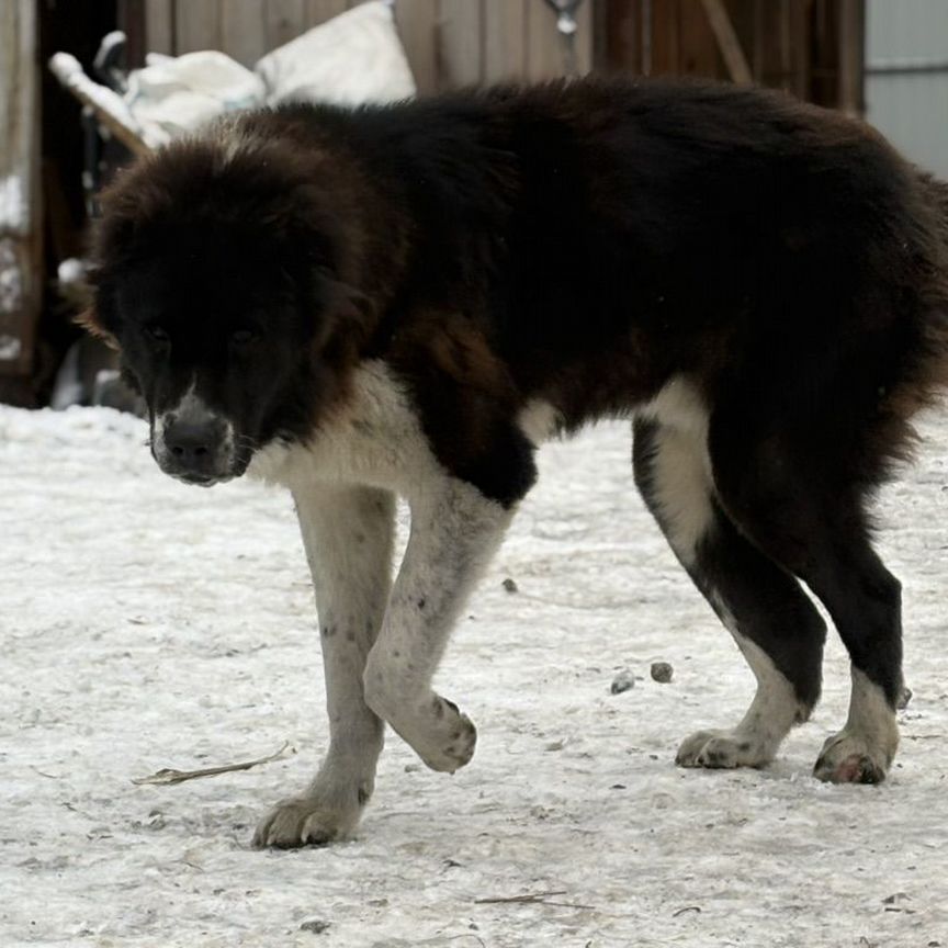 Среднеазиатская овчарка, щенок