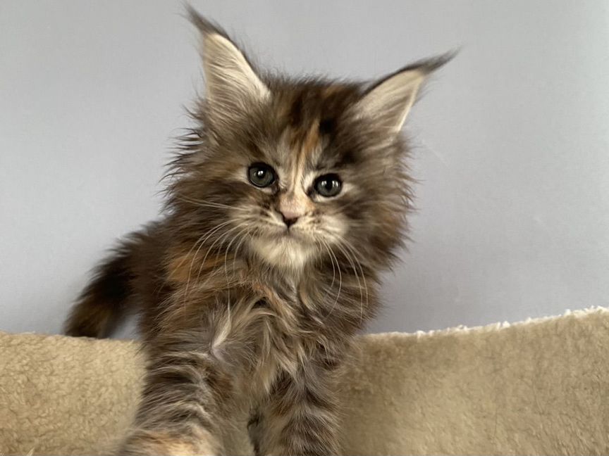 Мейн-кун шикарная красотка