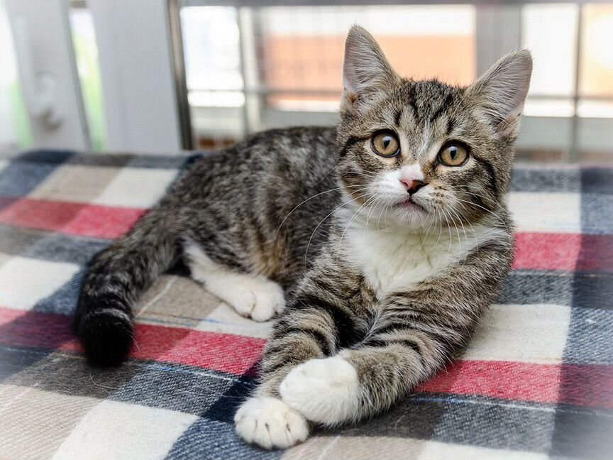 Лева (3,5 мес.) потрясающий парень в поисках дома