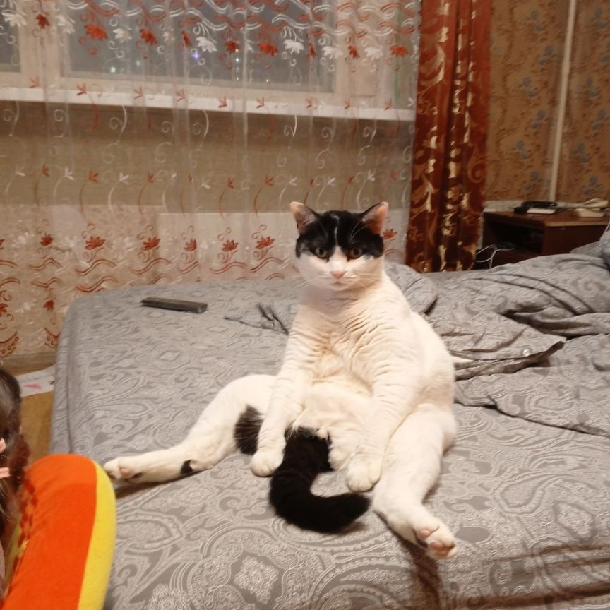 Кот сидячий и вредный