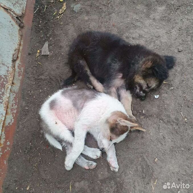 Подбросили к церкви щенков, нужны добрые руки