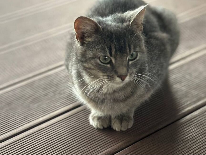 Кошка в добрые руки