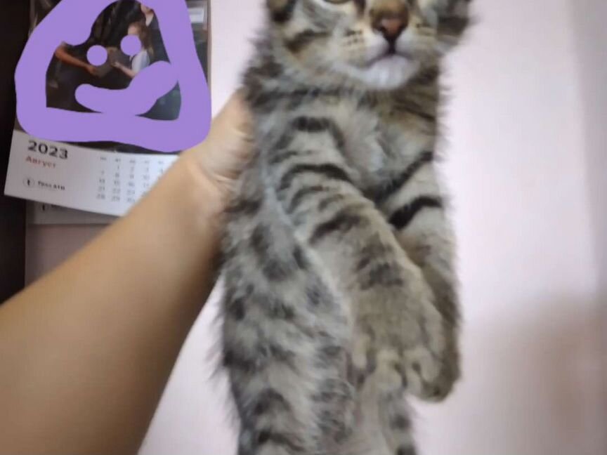 Котёнок самый лучший в мире;)