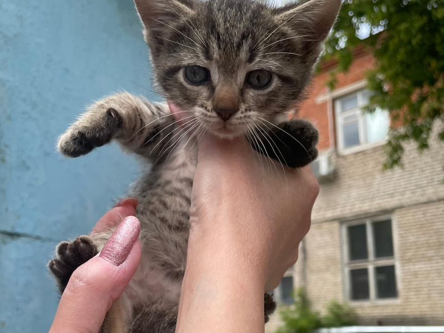 Котята ищут дом