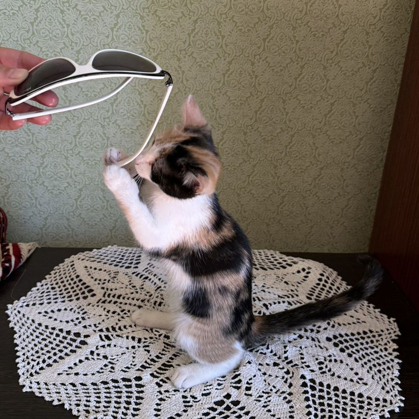 Кошечка