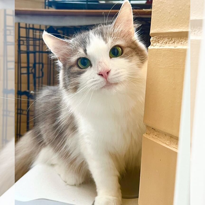 Мелисса – пушистая кошечка в добрые руки