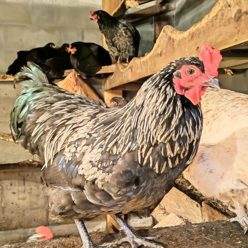 Молодые петухи мадьяр помесь